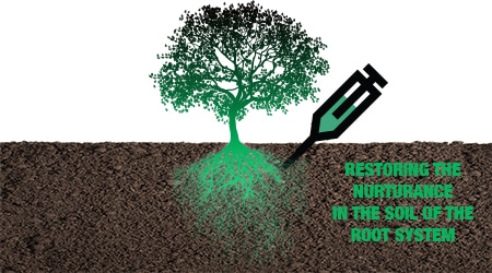 Deep Root Fertilization
