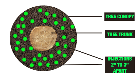 Deep Root Fertilization in Fort Worth, TX - Tree Care Pros
