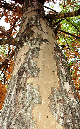 Tree Disease Fort Worth - Tree Disease Experts - Tree Care Pros