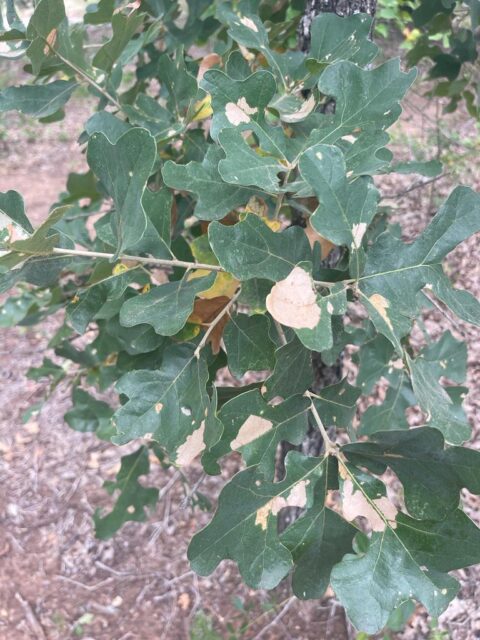 Identifying Oak Trees Based on Leaf Features - TreeCare Pros